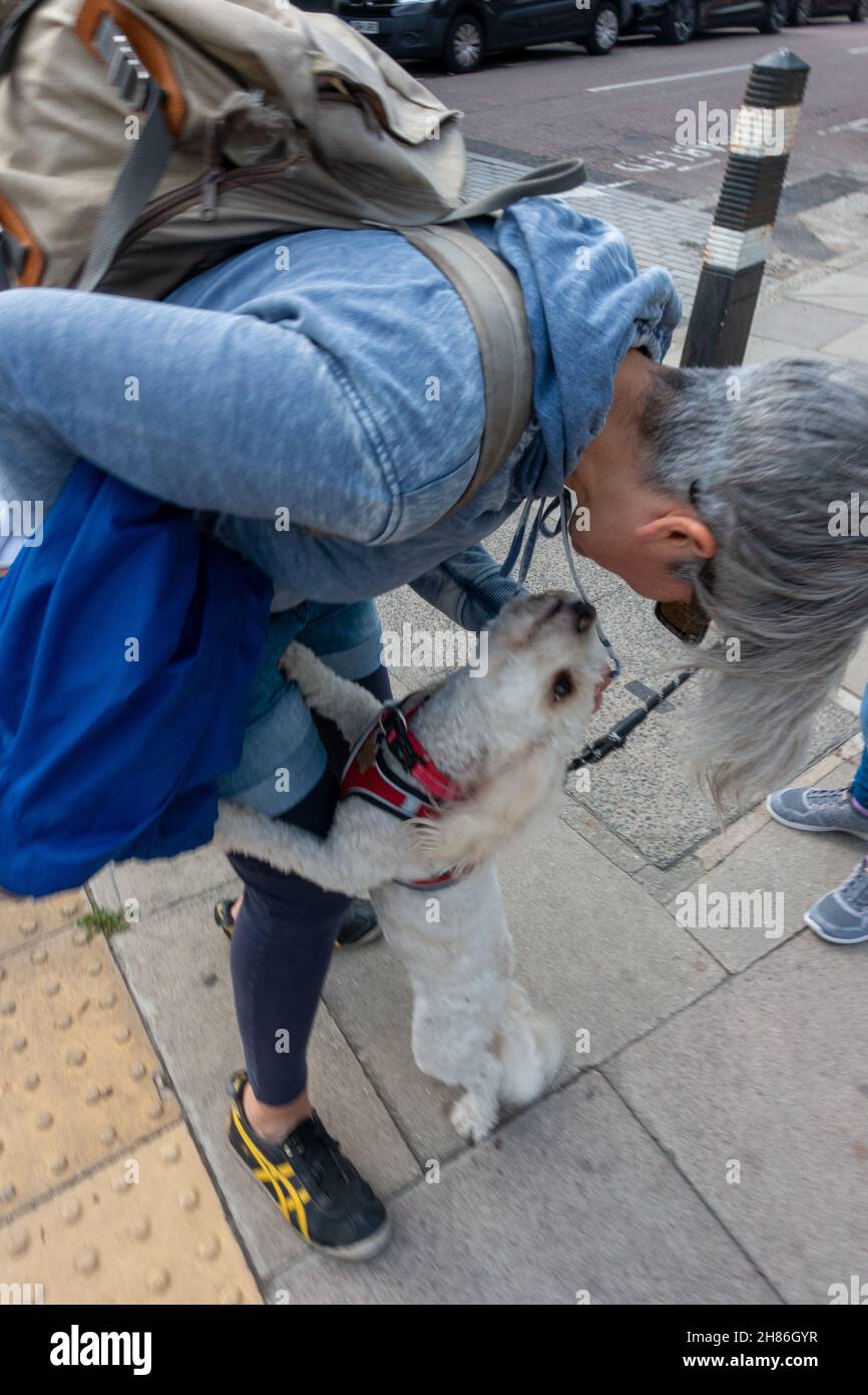 Pleading puppy hi-res stock photography and images - Alamy