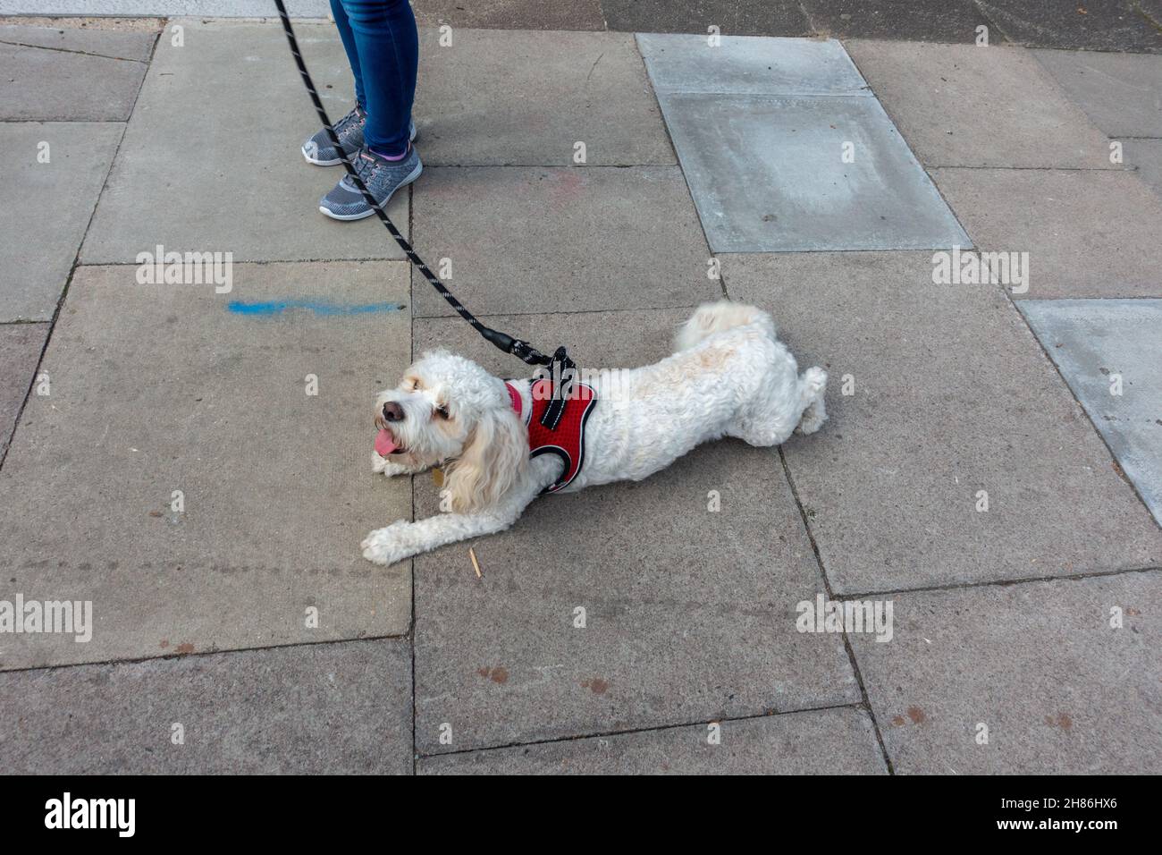 Small white dog refusing to walk Stock Photo - Alamy