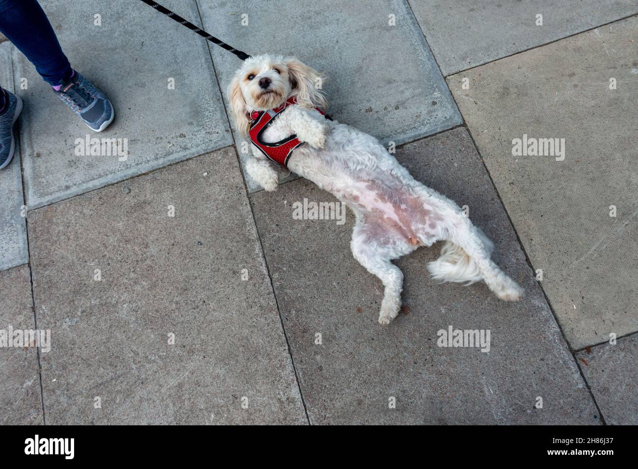 Refusing to walk hi-res stock photography and images - Alamy