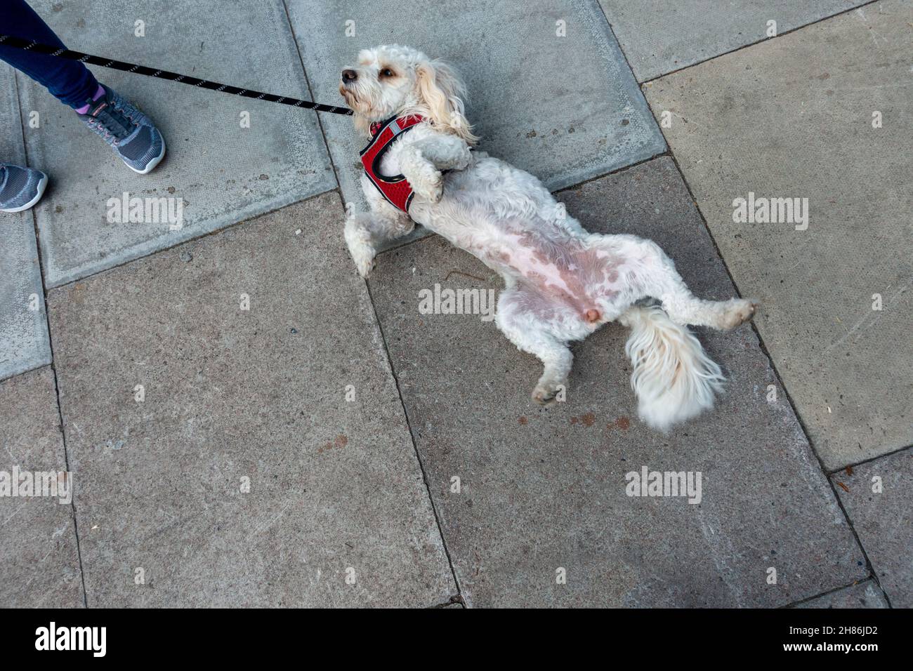 Small white dog refusing to walk Stock Photo - Alamy