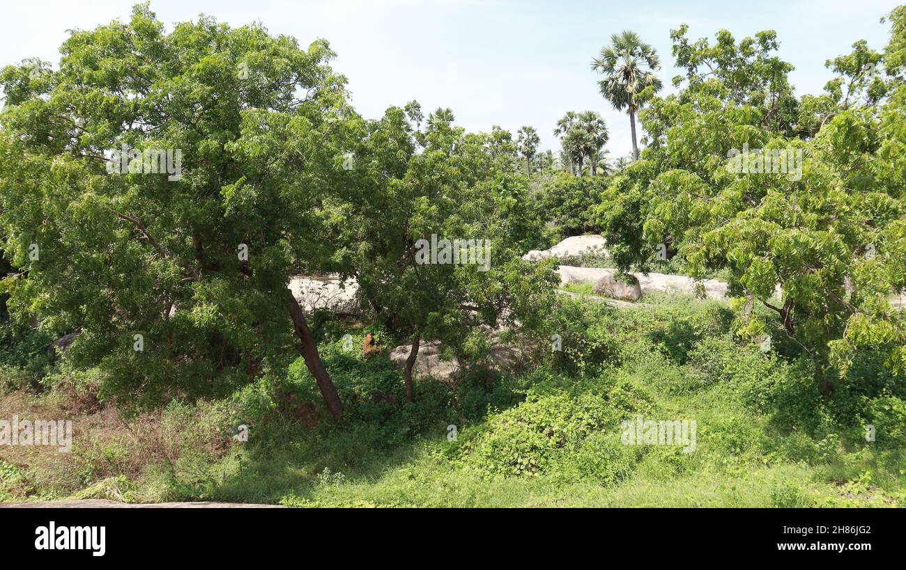 The greenery is beautiful to look at and the natural trees Stock Photo ...