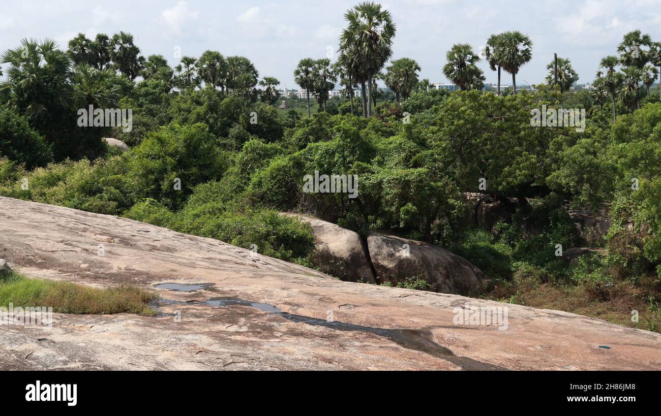 The beautiful cliff slope is beautiful to see the natural trees and the ...