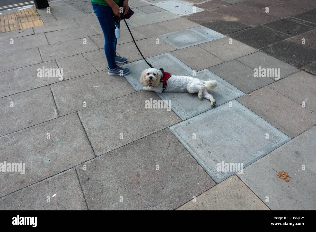 Refusing to walk hi-res stock photography and images - Alamy