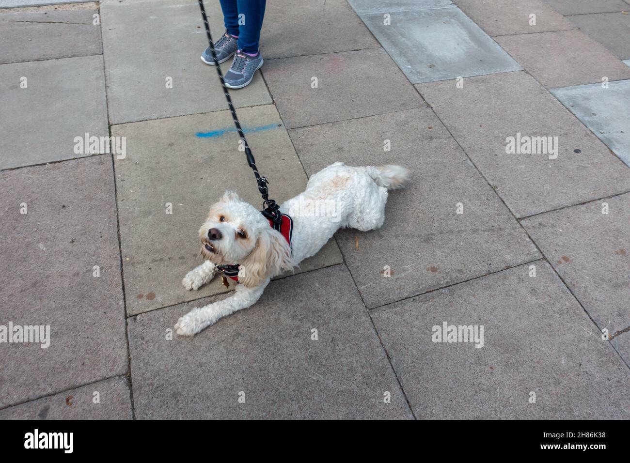 Small white dog refusing to walk Stock Photo - Alamy
