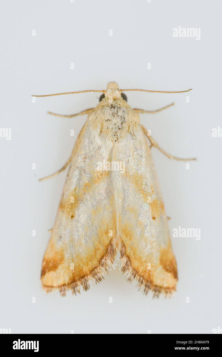 Night butterflies with a white background Stock Photo - Alamy