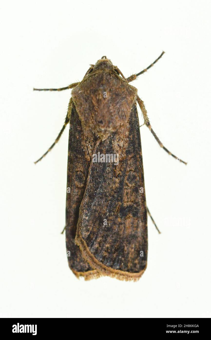 Night butterflies with a white background Stock Photo - Alamy
