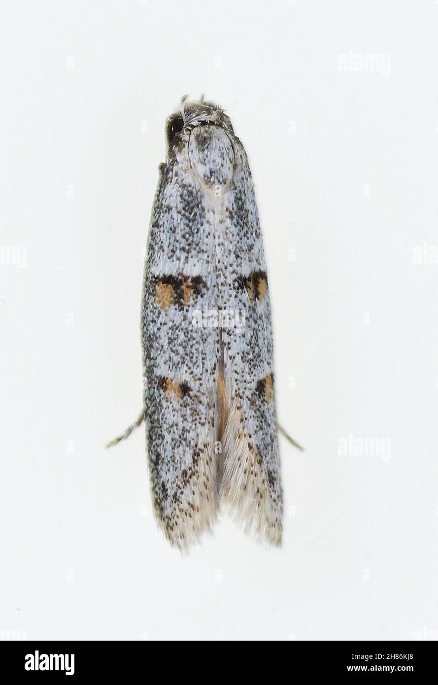 Night butterflies with a white background Stock Photo - Alamy