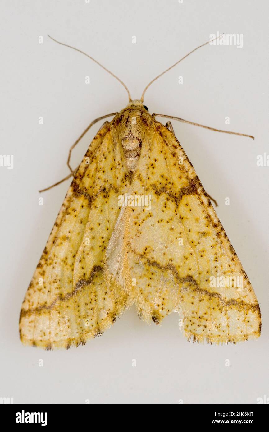 Night butterflies with a white background Stock Photo - Alamy