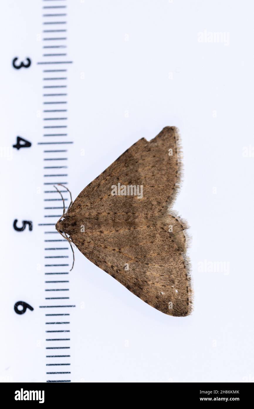 Night butterflies with a white background Stock Photo - Alamy