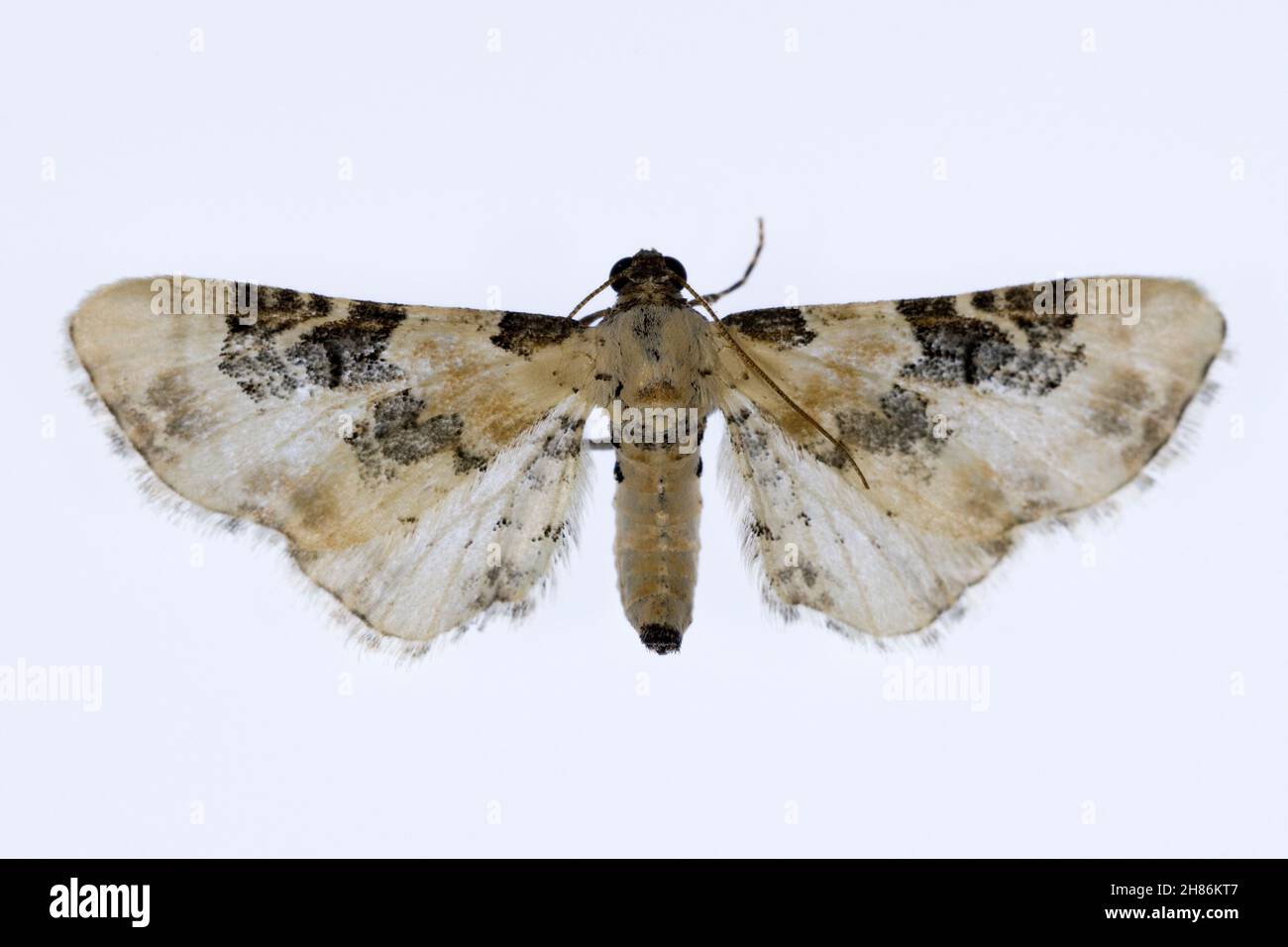 Night butterflies with a white background Stock Photo - Alamy