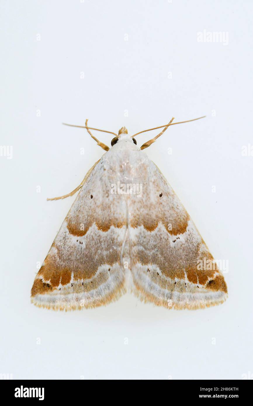 Night butterflies with a white background Stock Photo - Alamy