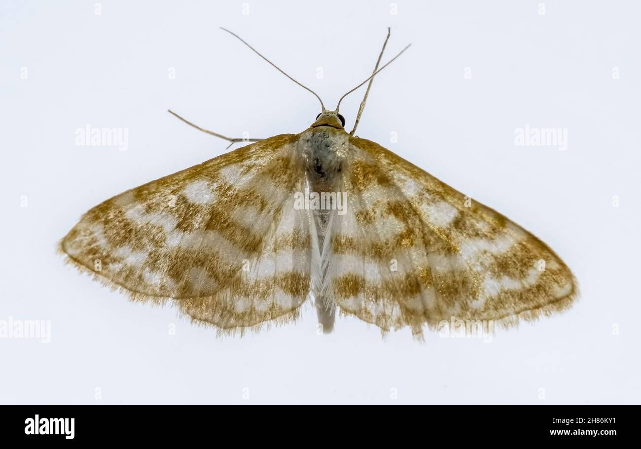 Night butterflies with a white background Stock Photo - Alamy