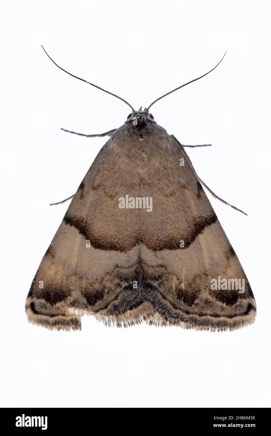 Night butterflies with a white background Stock Photo - Alamy