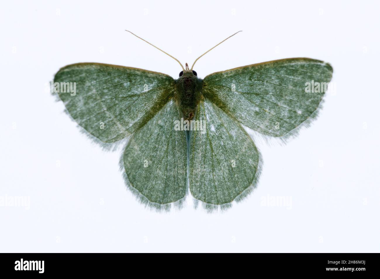 Night butterflies with a white background Stock Photo - Alamy