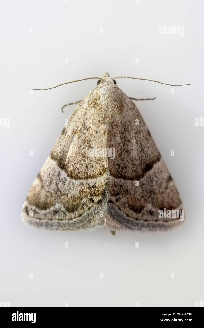 Night butterflies with a white background Stock Photo - Alamy