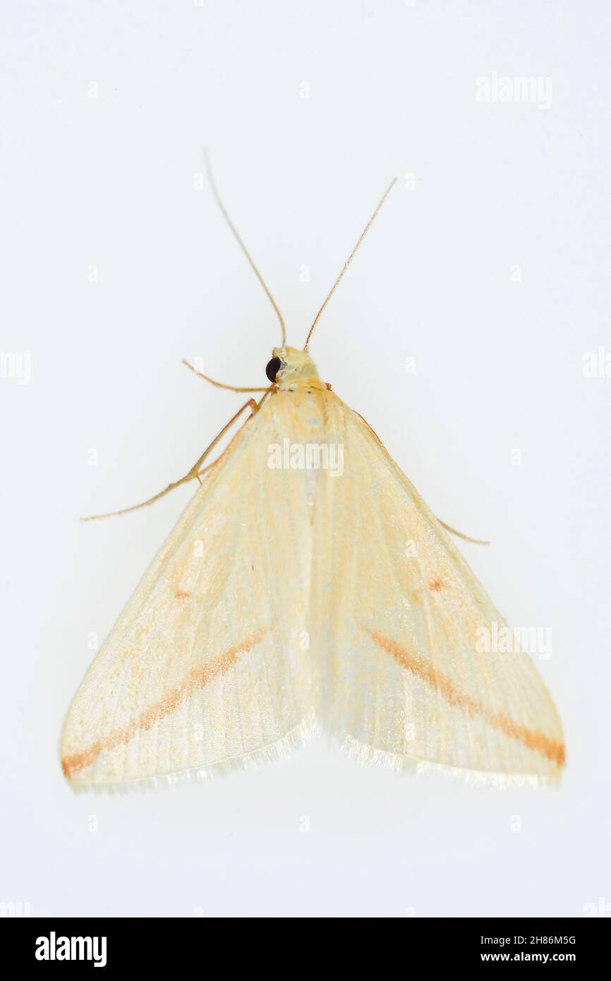 Night butterflies with a white background Stock Photo - Alamy