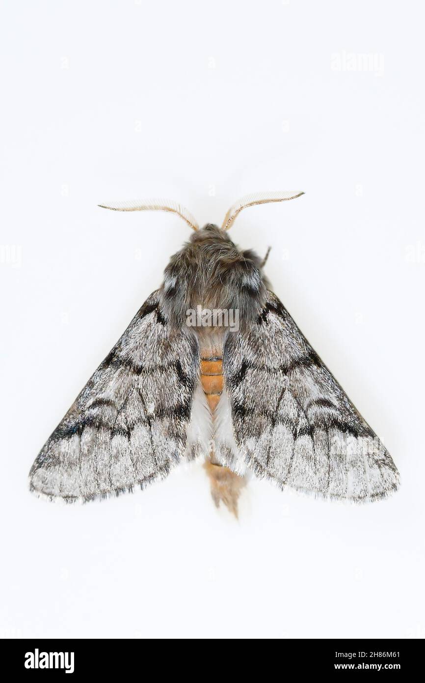 Night butterflies with a white background Stock Photo - Alamy