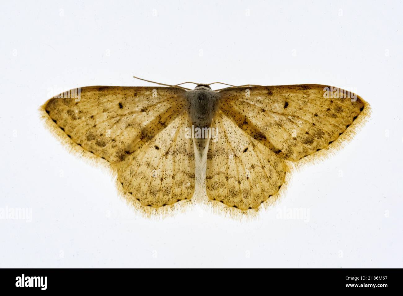Night butterflies with a white background Stock Photo - Alamy