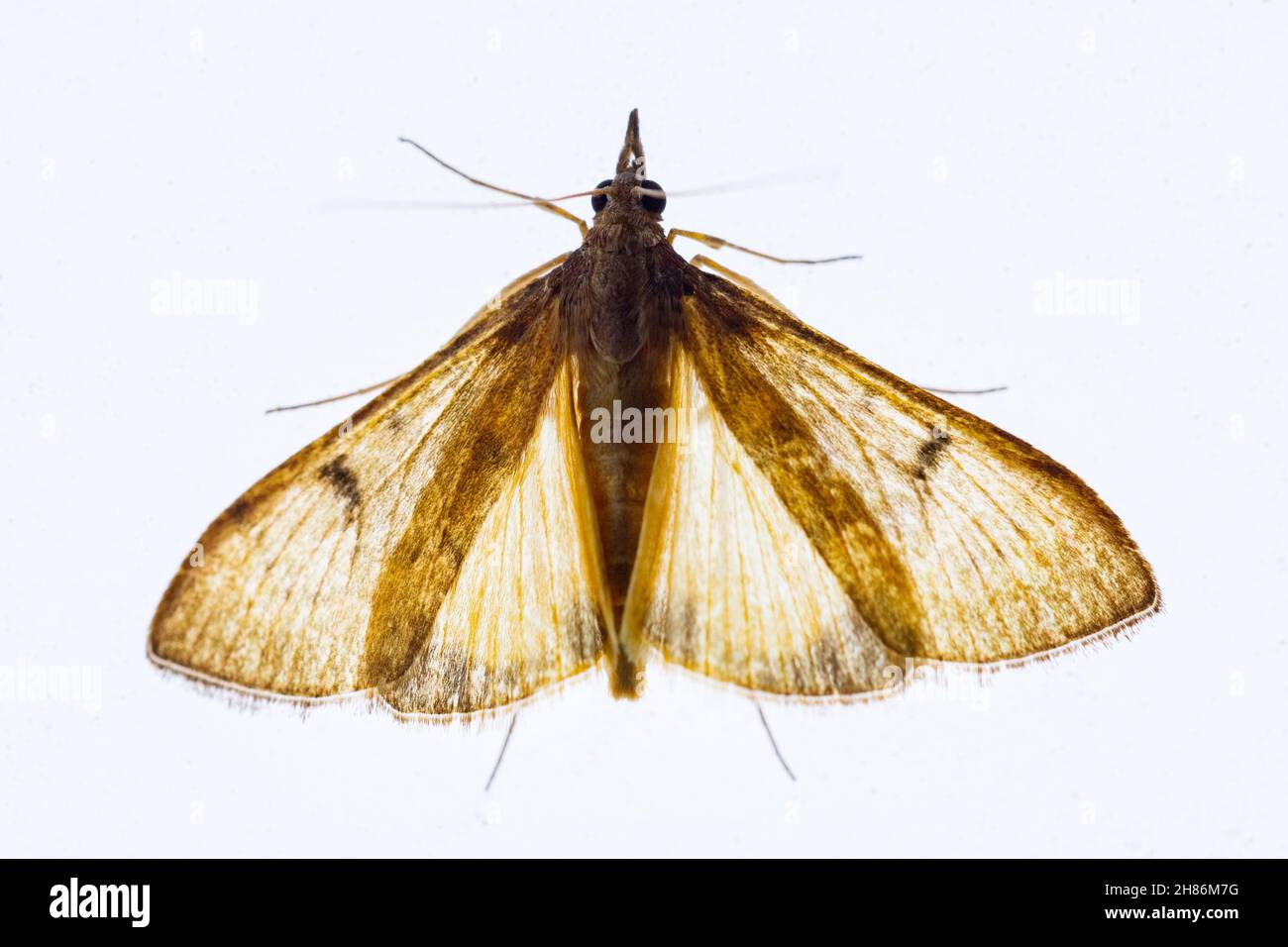 Night butterflies hi-res stock photography and images - Alamy