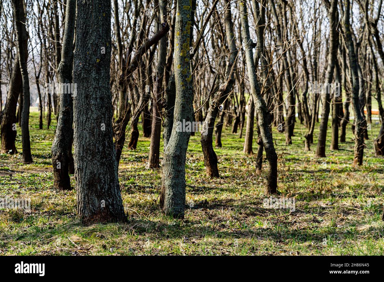 Tree trunks in a dense forest, way through rows of trees Stock Photo ...