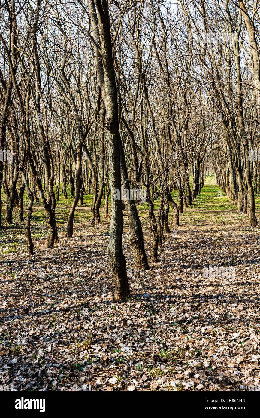 Tree trunks in a dense forest, way through rows of trees Stock Photo ...