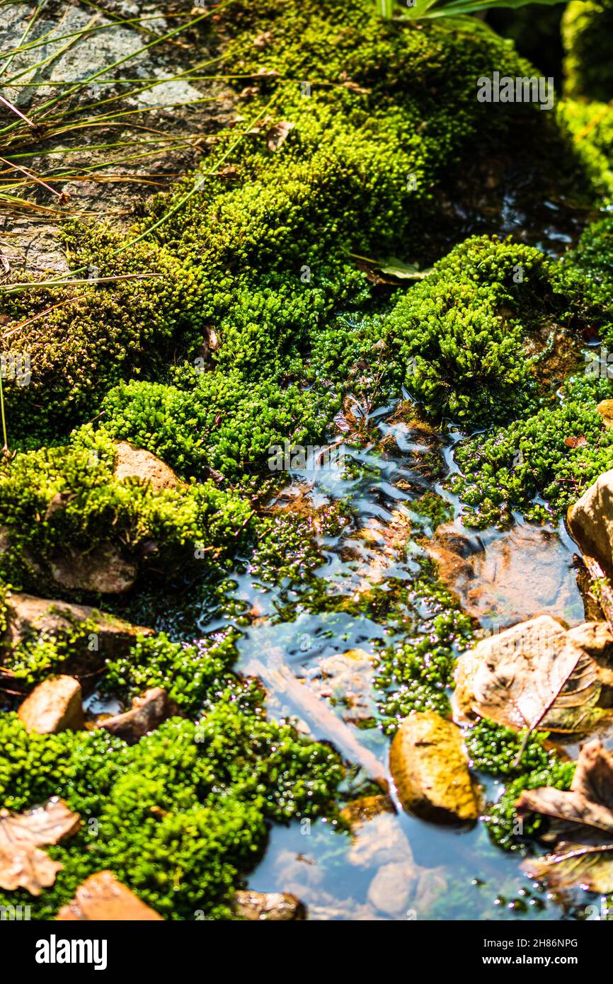 Green natural moss near mountain stream and rocks, beautiful nature ...