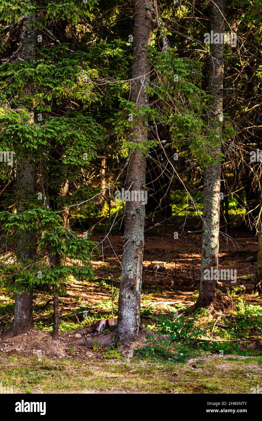 View through forest trees, sunlights over the mountain forest details ...