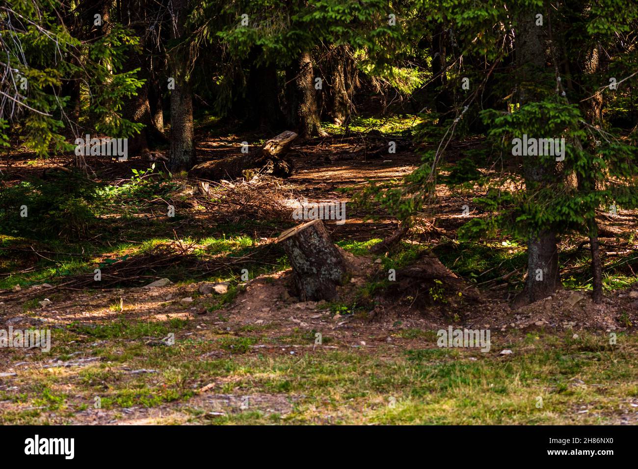 View through forest trees, sunlights over the mountain forest details ...