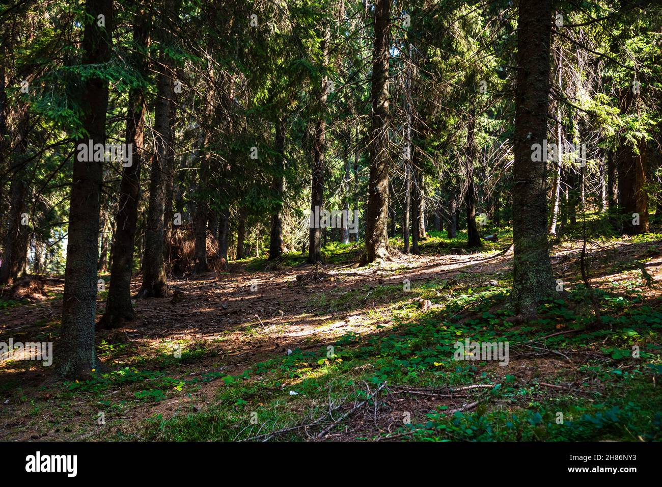 Sunlights over mountain forest hi-res stock photography and images - Alamy
