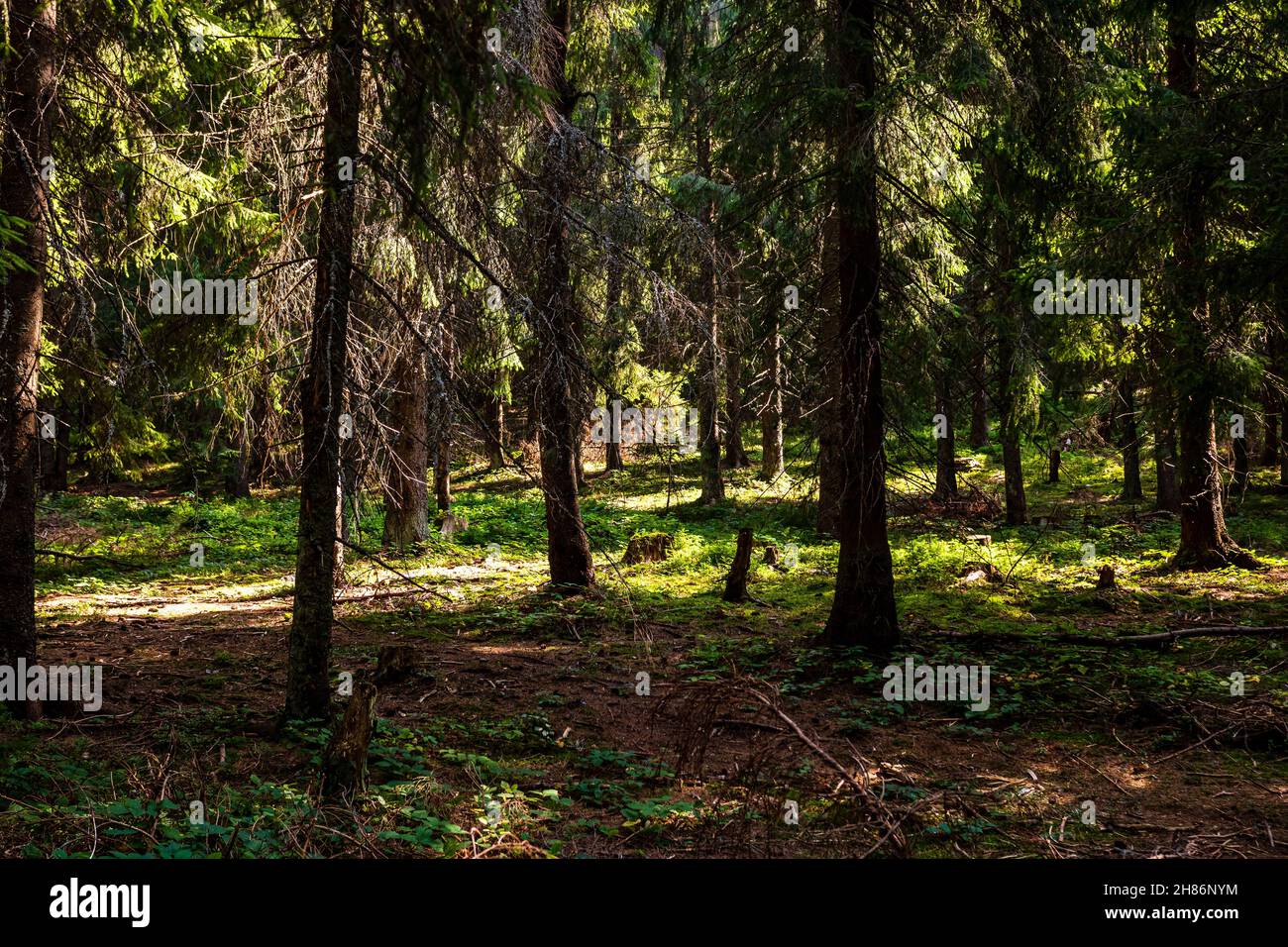 View through forest trees, sunlights over the mountain forest details ...
