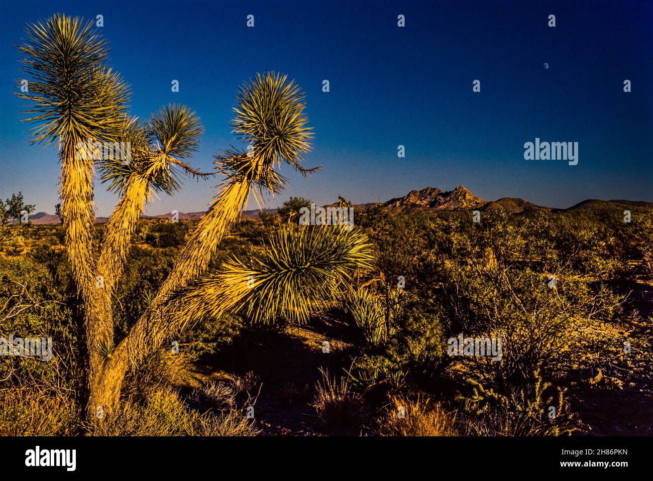 Arizona joshua tree forest hi-res stock photography and images - Alamy