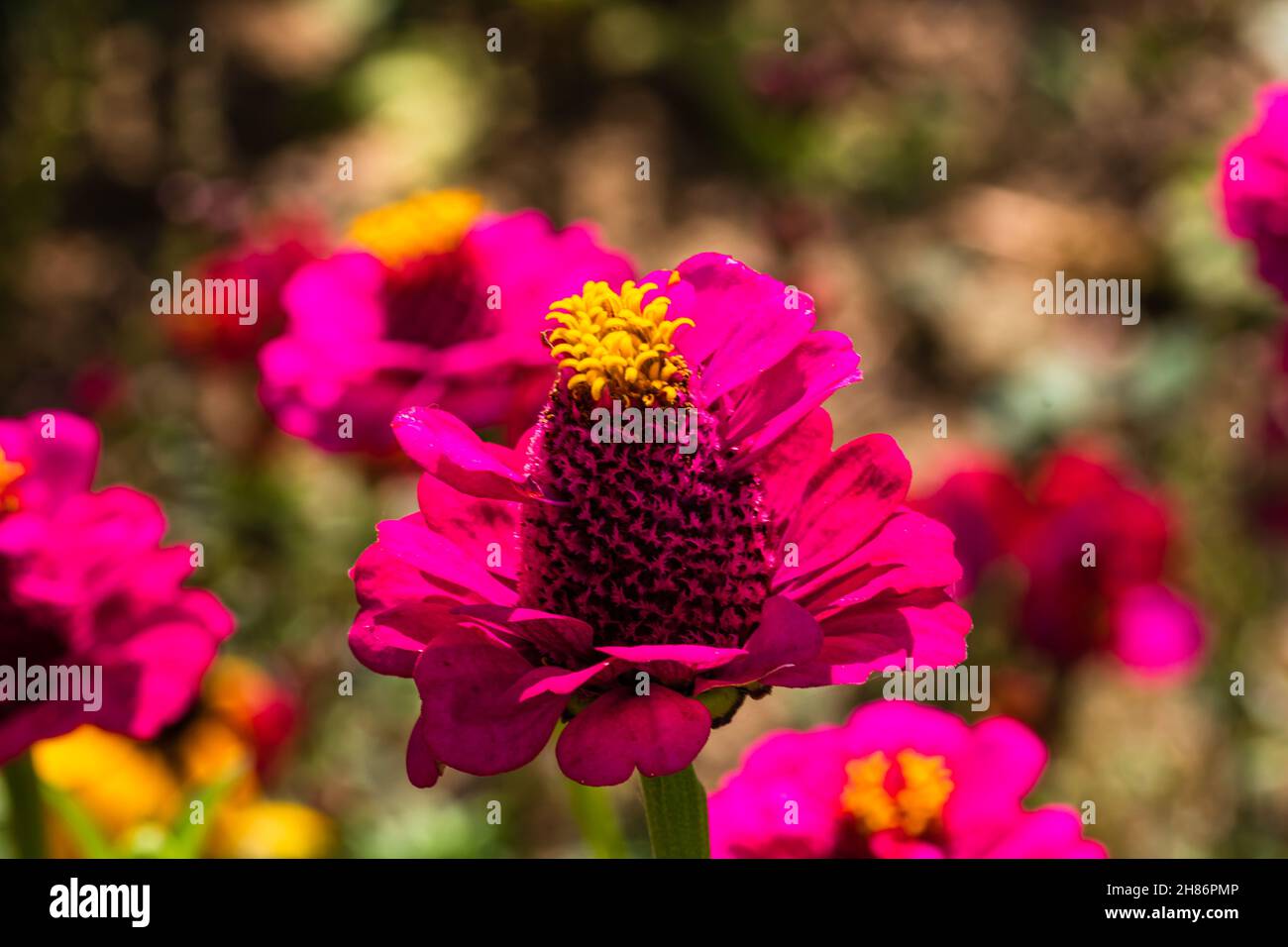 Beautiful natural flowers in the garden. Detail photo of flower Stock ...