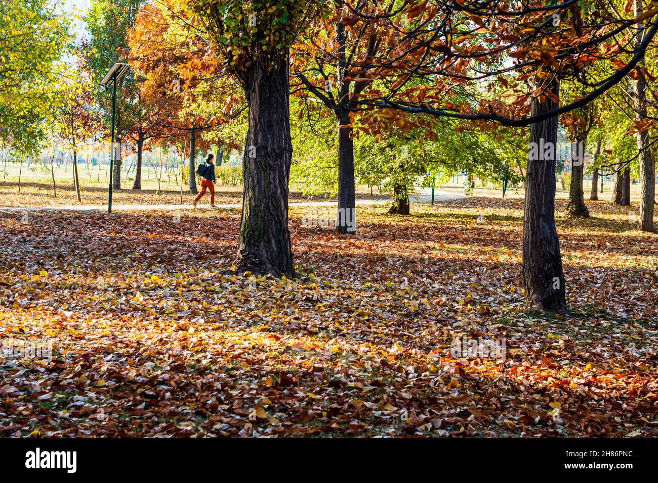 Autumn in a park. Autumn scenery with brown leaves Stock Photo - Alamy