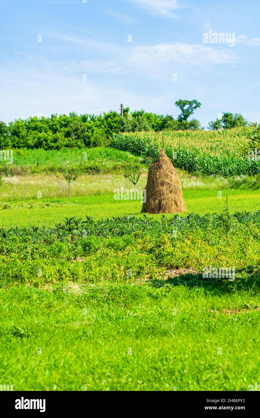 Traditional eastern european haystacks on field Stock Photo - Alamy