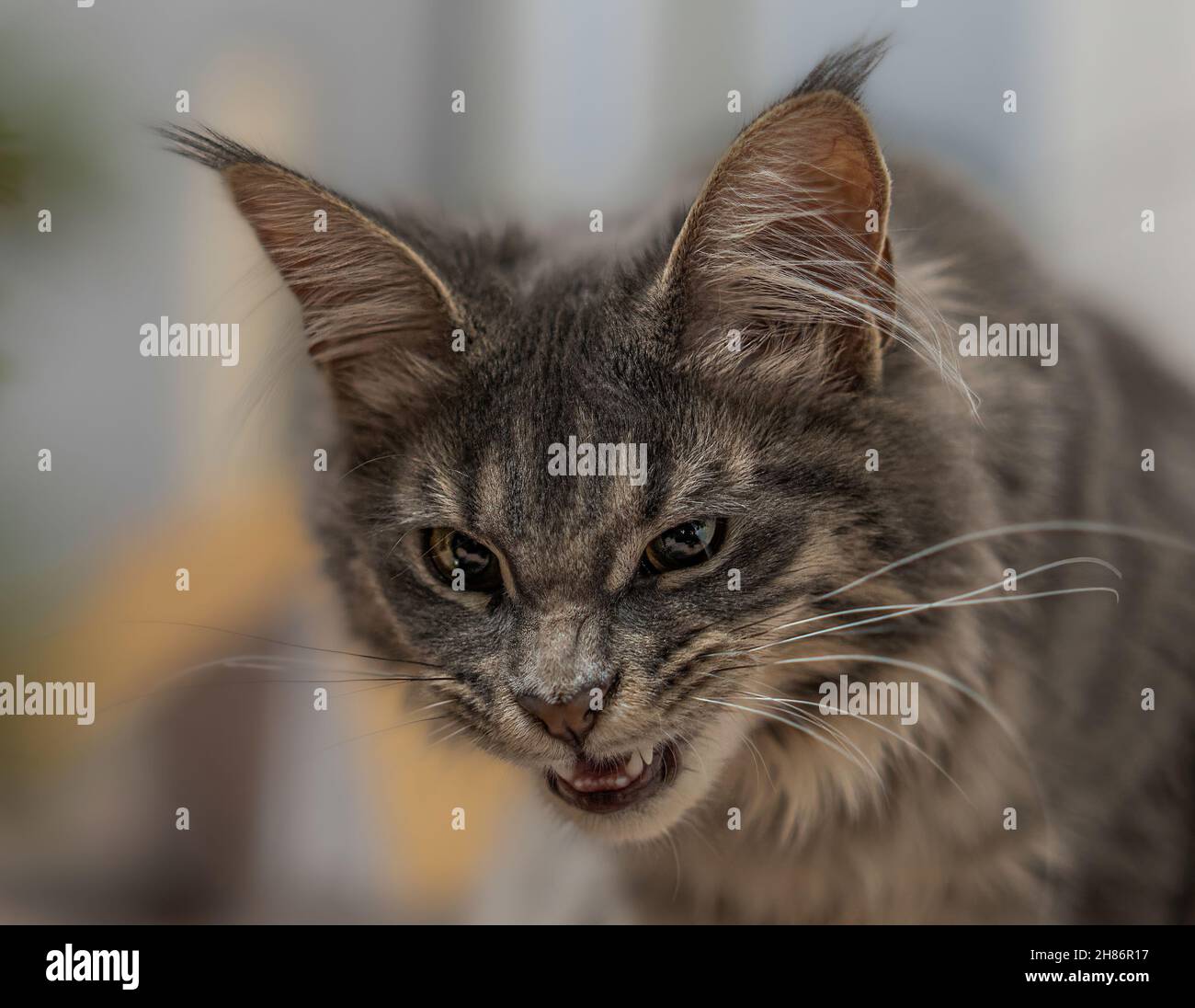 Angry cat closeup. The cat growls Stock Photo - Alamy