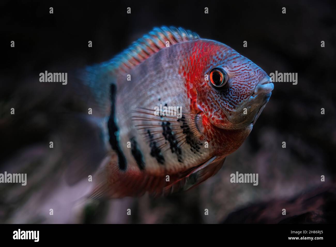 Colorful of ornamental fish, African cichlids (Malawi Peacock) in fish ...