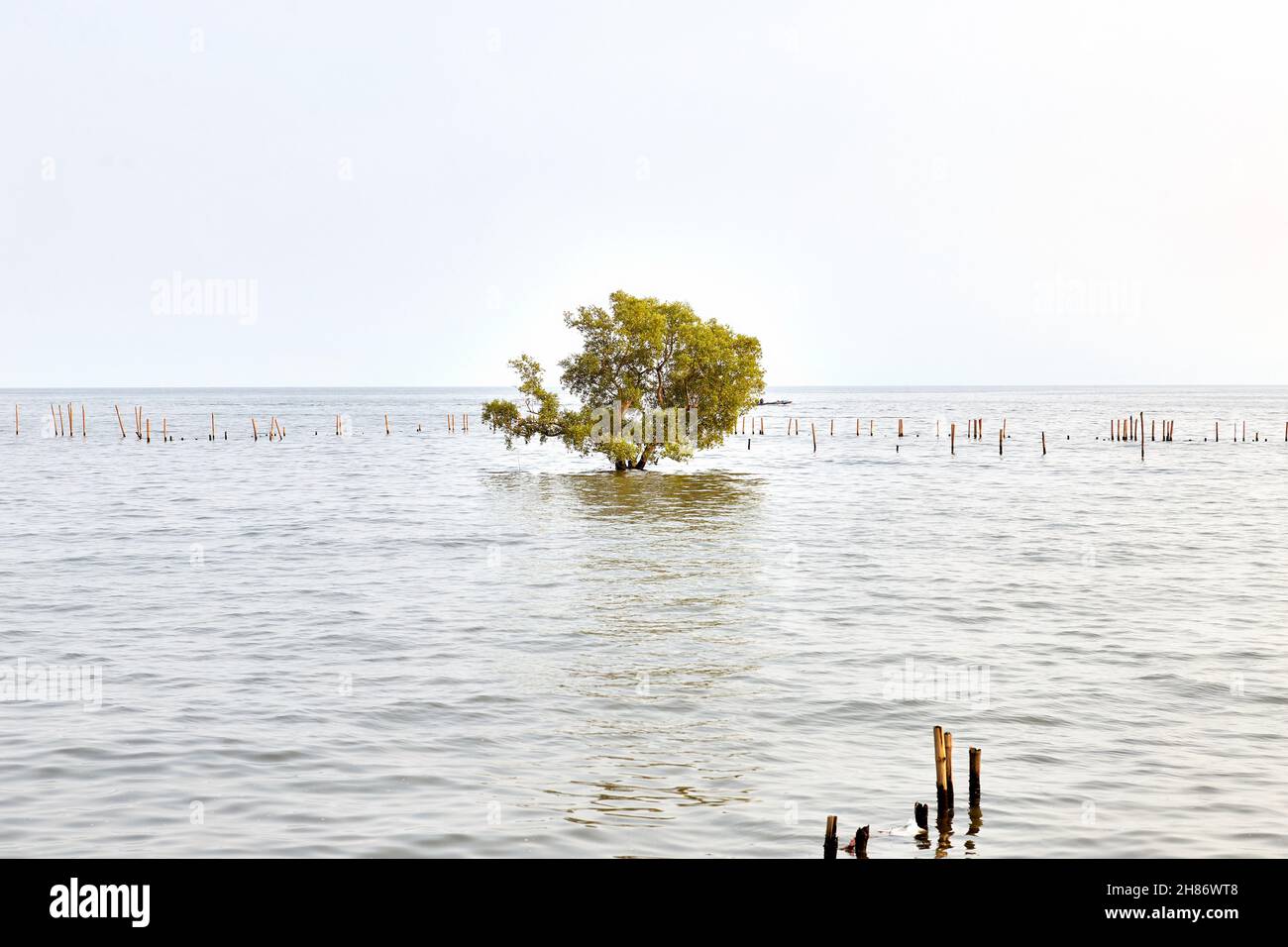 Tree isolated in the sea Stock Photo - Alamy