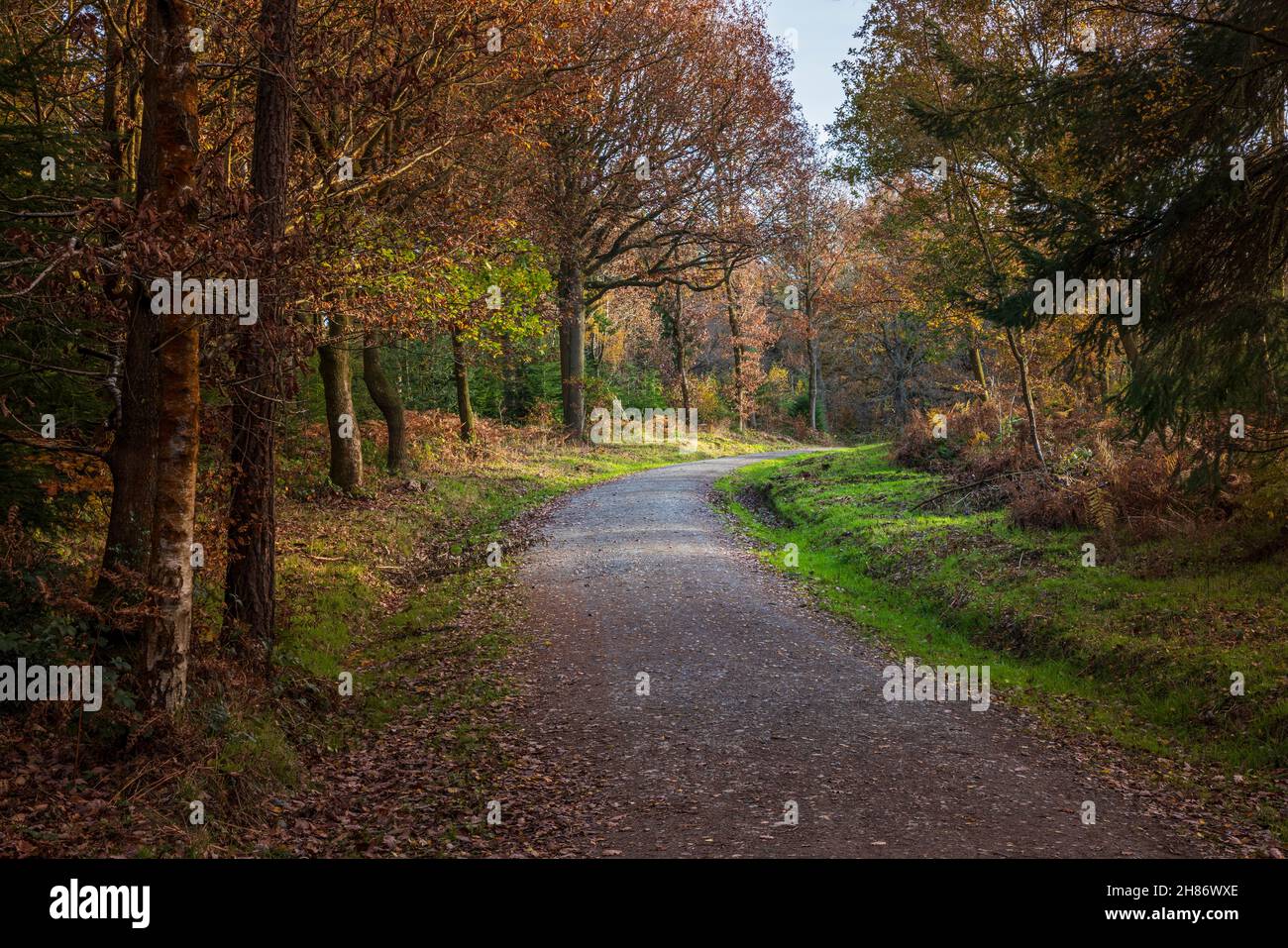 Wyre forest hi-res stock photography and images - Alamy