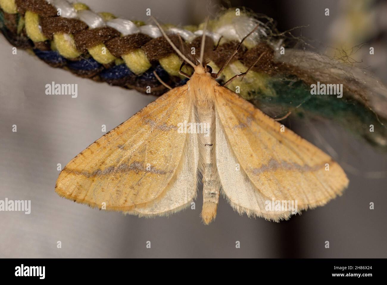 Night butterflies or moths in their environment Stock Photo - Alamy