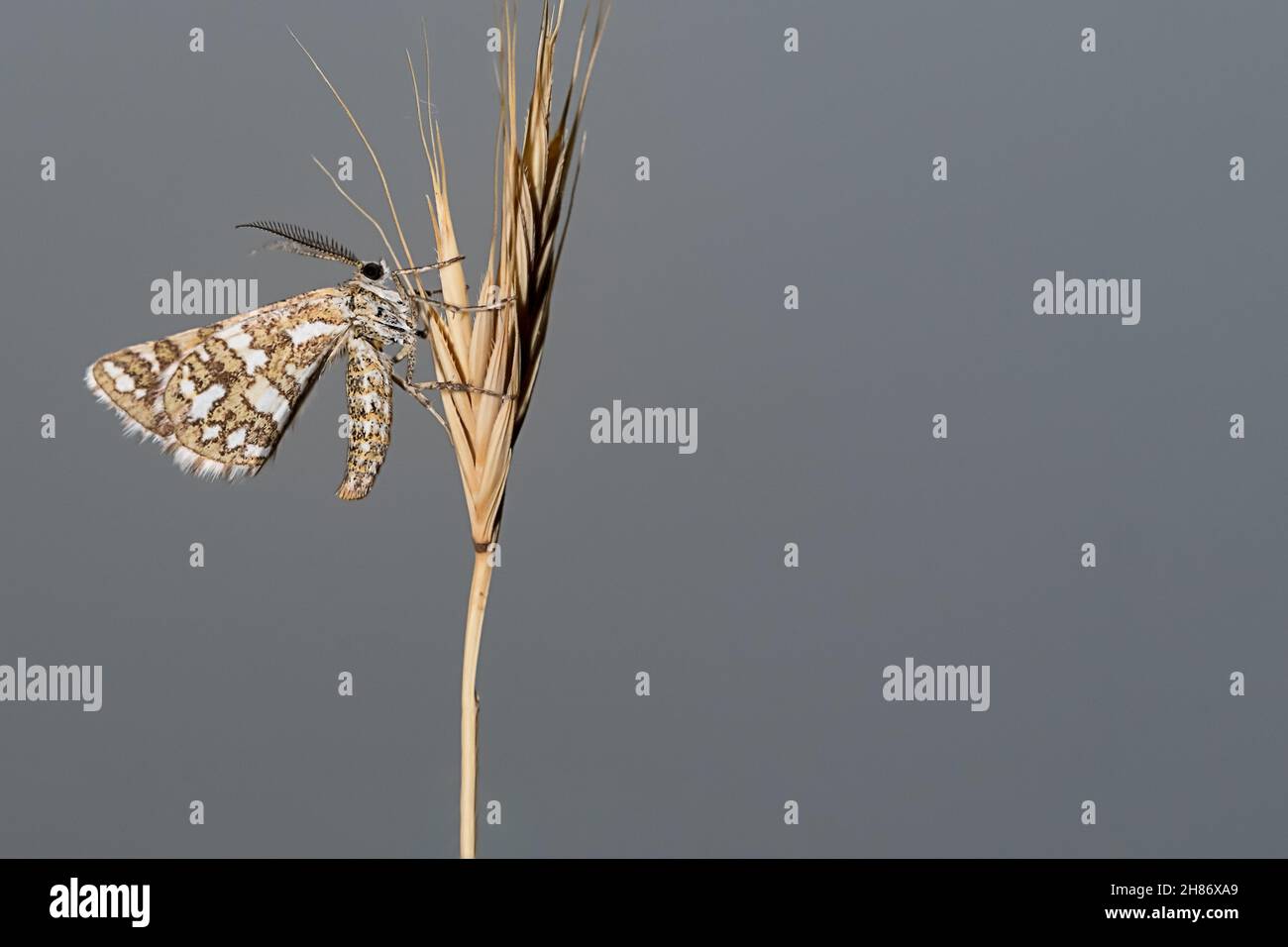 Grand Moth High Resolution Stock Photography and Images - Alamy