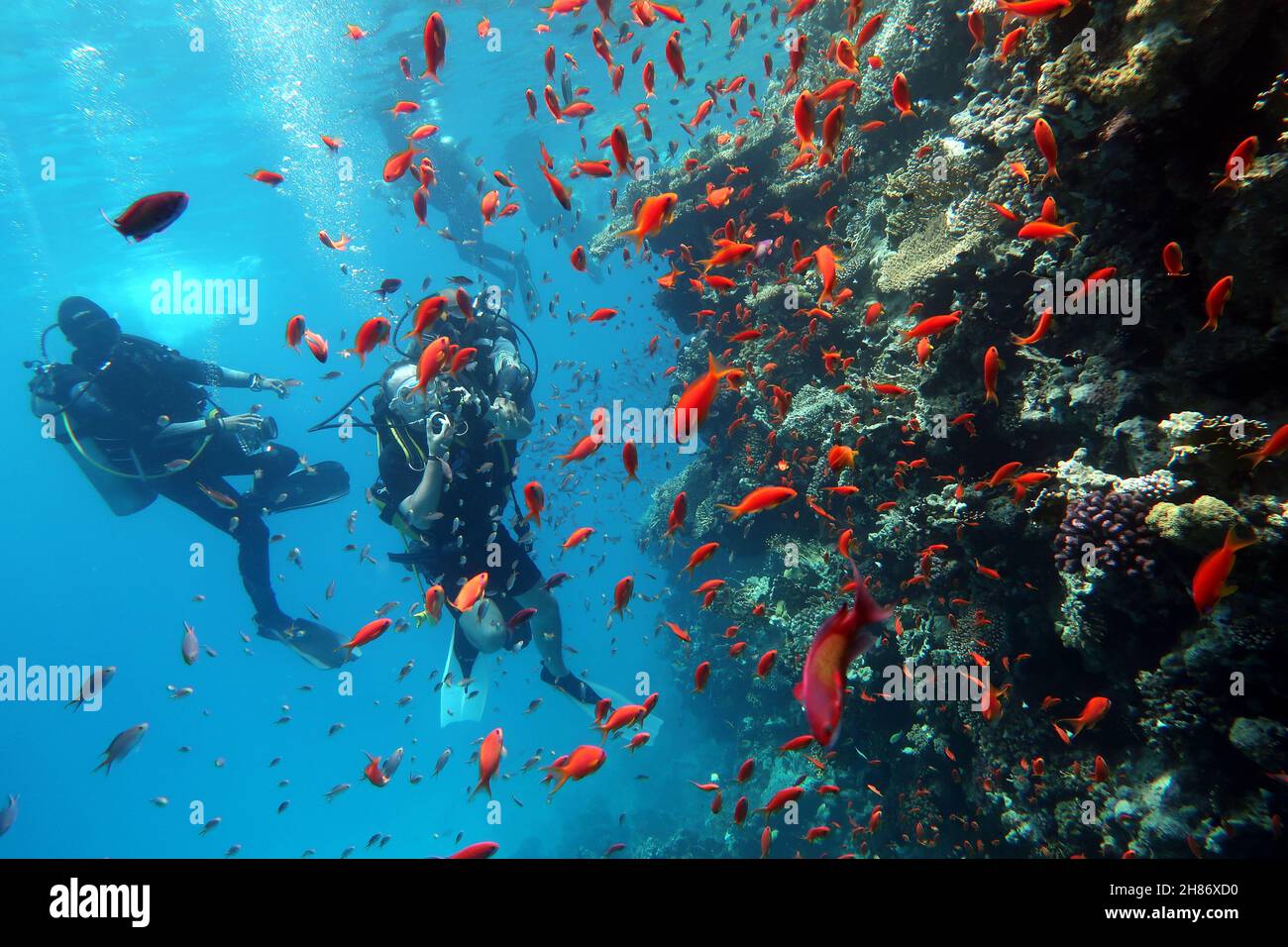 Diving in the Red Sea in Egypt, beautiful coral reef with hundreds of ...
