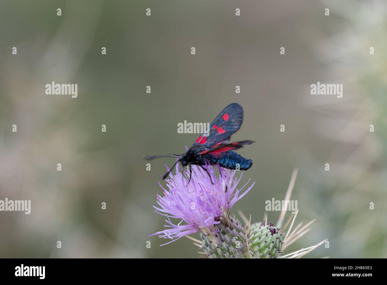 Night butterflies or moths in their environment Stock Photo - Alamy
