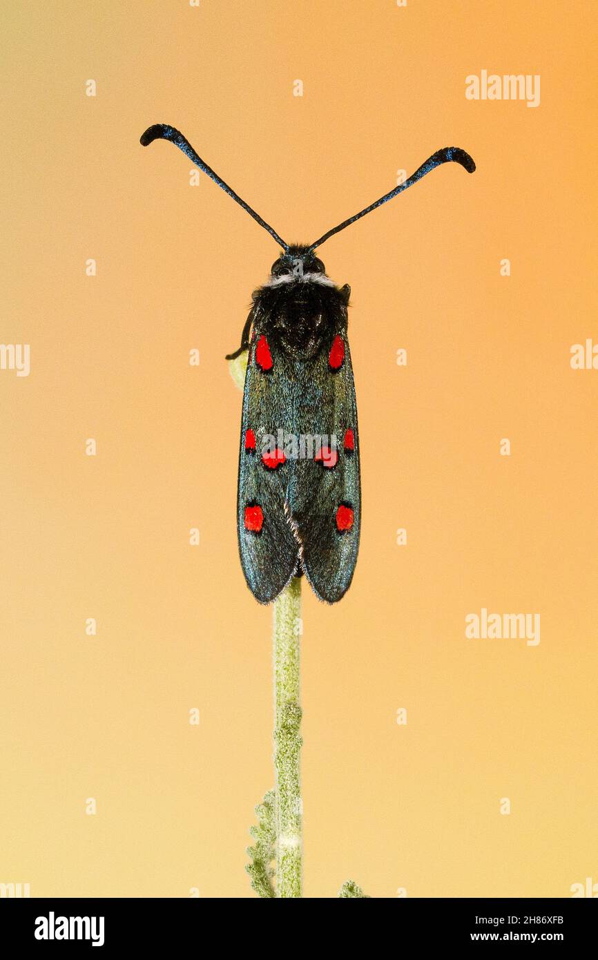 Night butterflies or moths in their environment Stock Photo - Alamy
