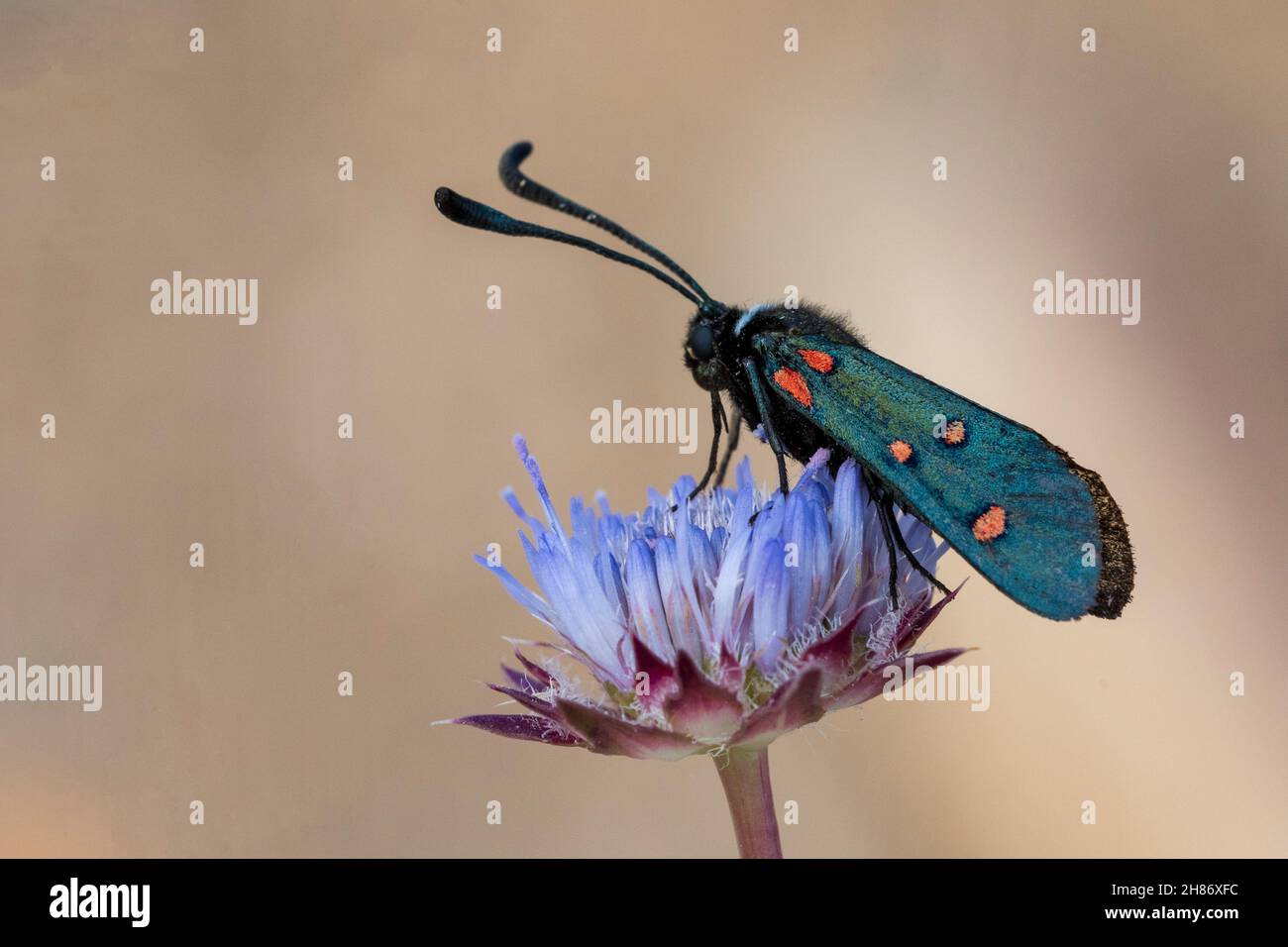 Night butterflies or moths in their environment Stock Photo - Alamy