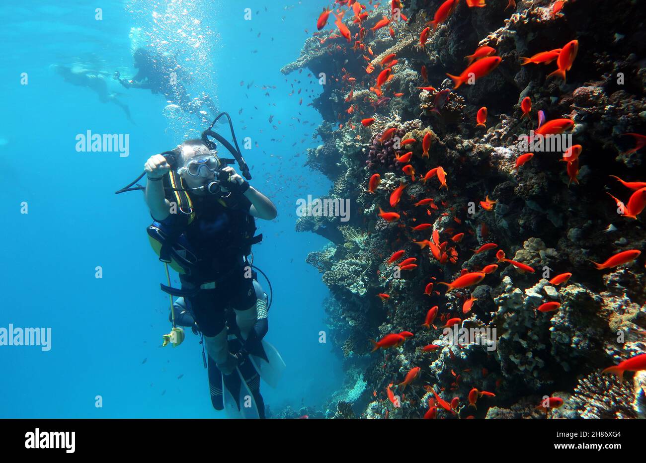 Diving in the Red Sea in Egypt, beautiful coral reef with hundreds of ...