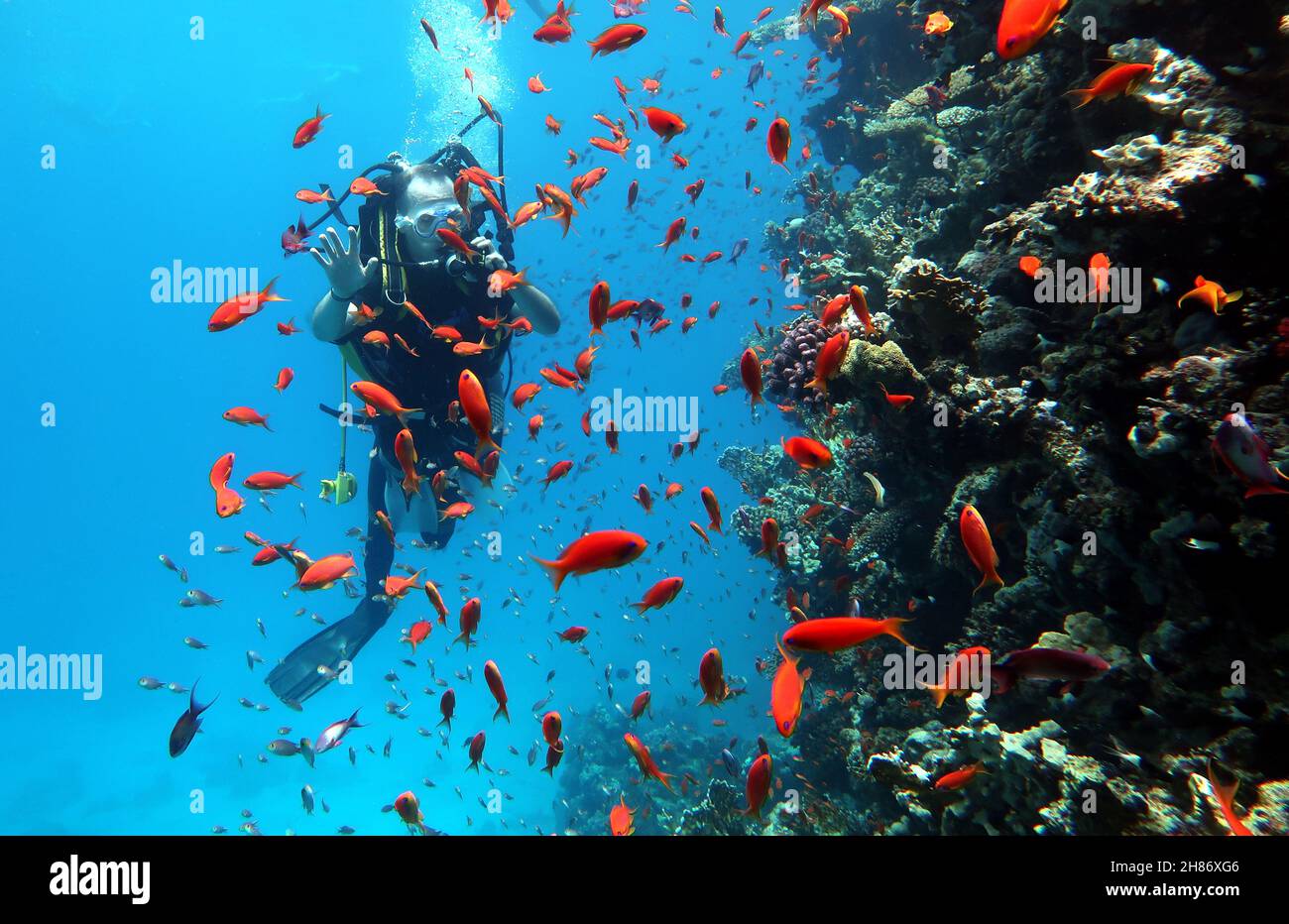 Diving in the Red Sea in Egypt, beautiful coral reef with hundreds of ...