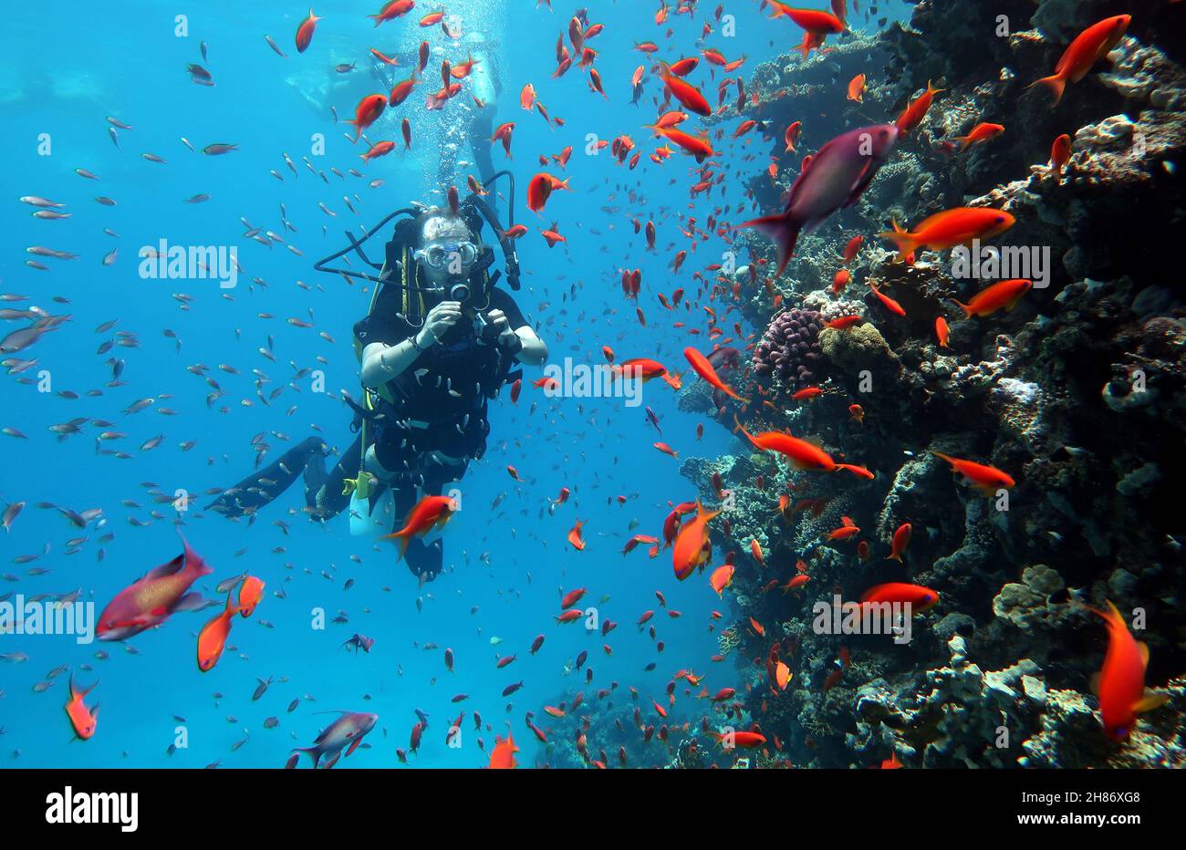 Diving in the Red Sea in Egypt, beautiful coral reef with hundreds of ...