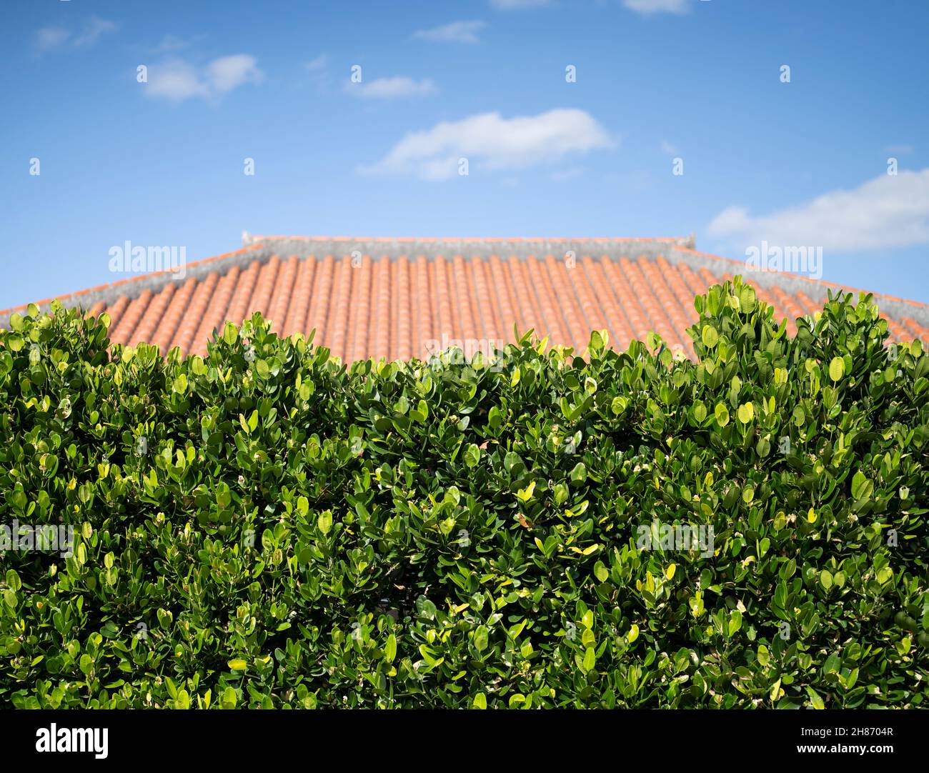 Okinawan architecture - red tile roof with fukugi tree Garcinia ...
