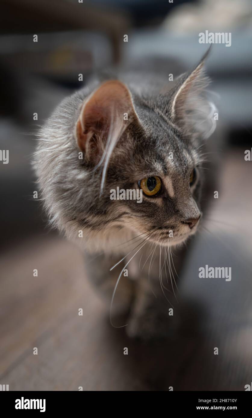 Grey cat portrait in studio with dark background Stock Photo - Alamy