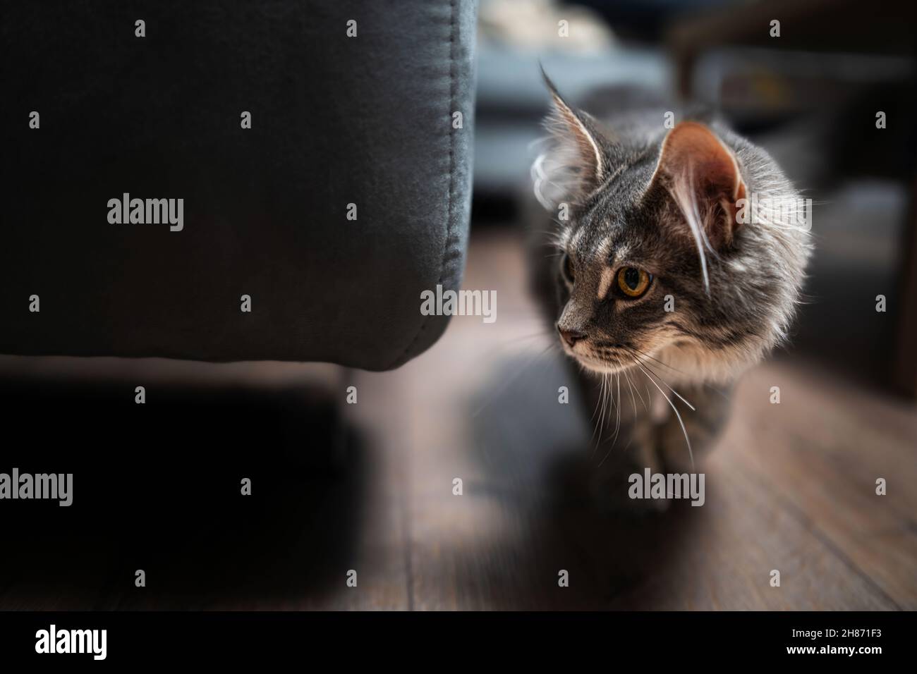 Grey cat portrait in studio with dark background Stock Photo - Alamy